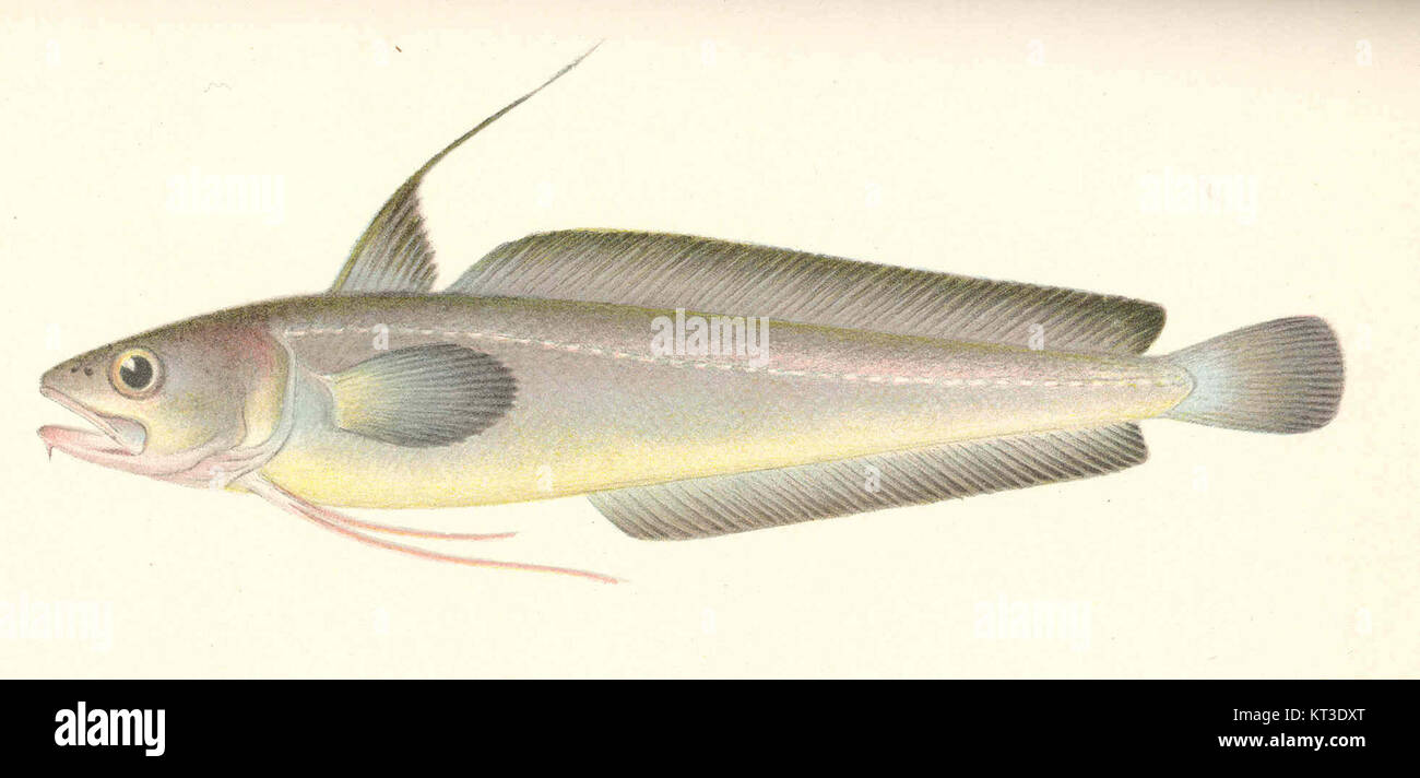 Urophycis hi-res stock photography and images - Alamy