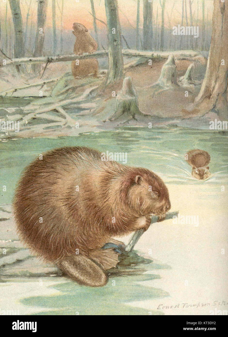 The North American Beaver (Castor canadensis), a significant mammal ...