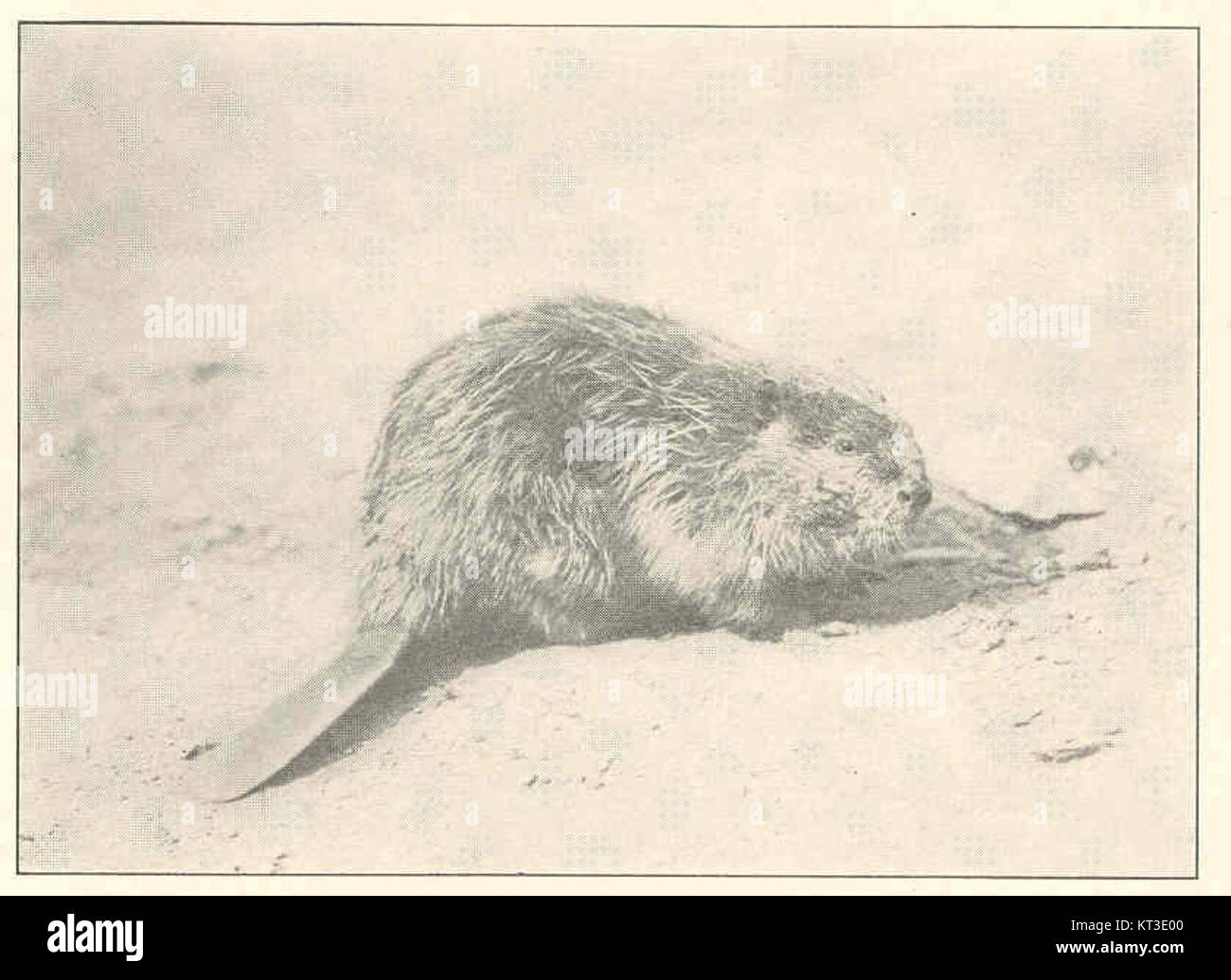 This image features a beaver in various postures, showcasing the animal ...