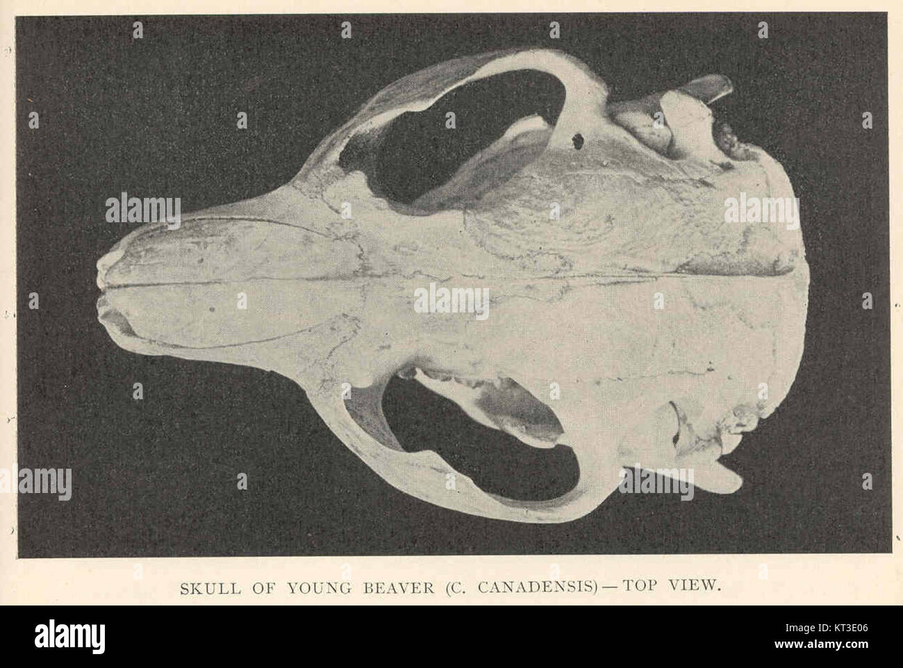 The skull of a young beaver (Castor canadensis), viewed from the top ...