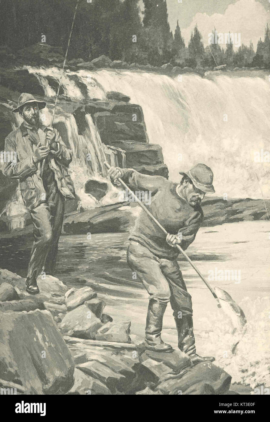 This image depicts the traditional practice of gaffing a salmon, a ...