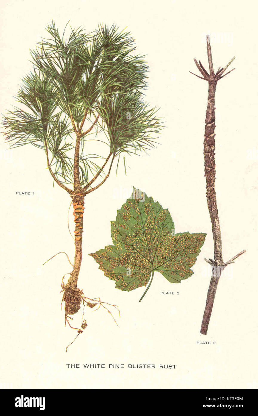 White Pine Blister Rust is a disease caused by the fungus Cronartium ...
