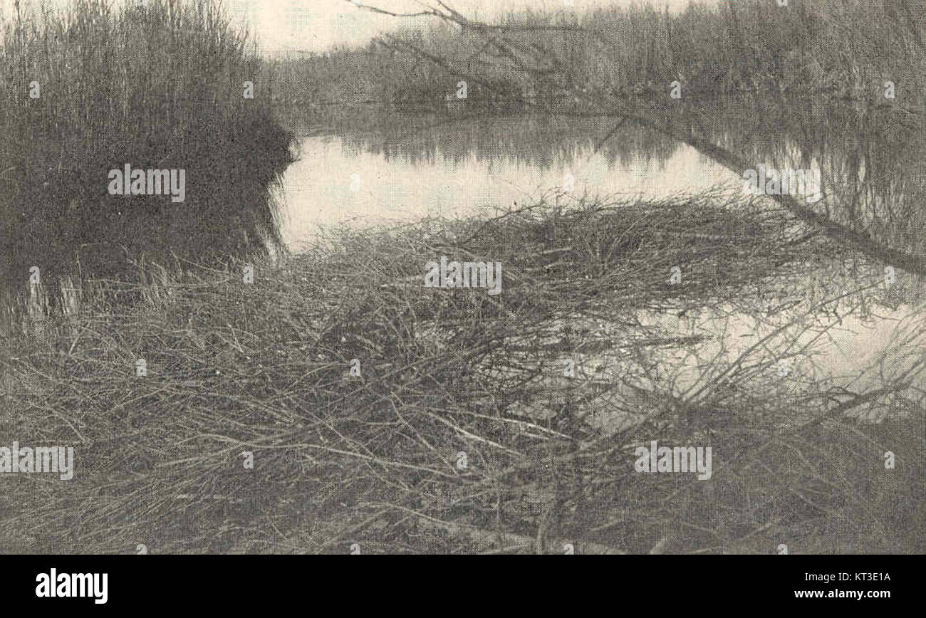 This image depicts a feed-bed adjacent to a beaver house, showcasing ...
