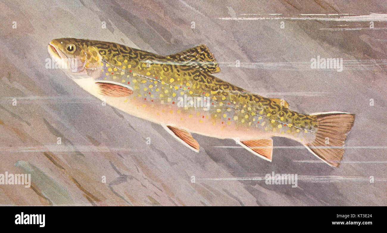 42022 Female Brook Trout (Salvelinus fontinalis Mitch Stock Photo - Alamy