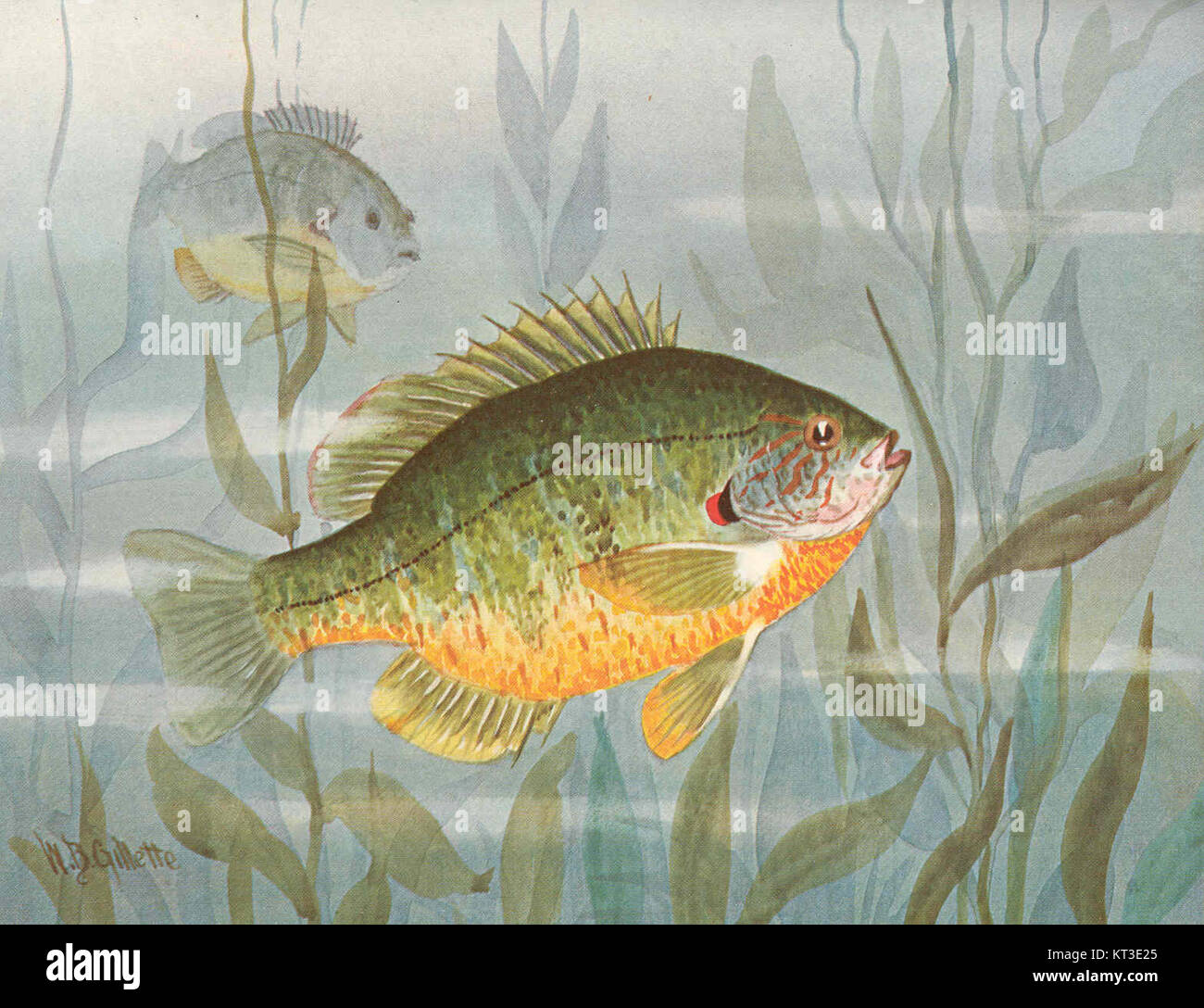 The Sunfish (Lepomis gibbosus), also known as the pumpkinseed, is a ...