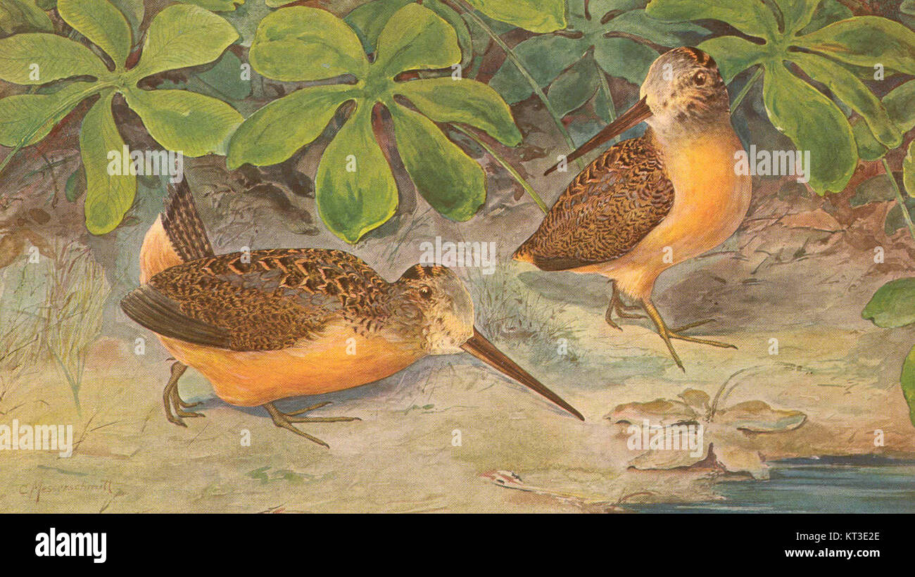 The American Woodcock (*Scolopax minor*) is a small, stout shorebird ...