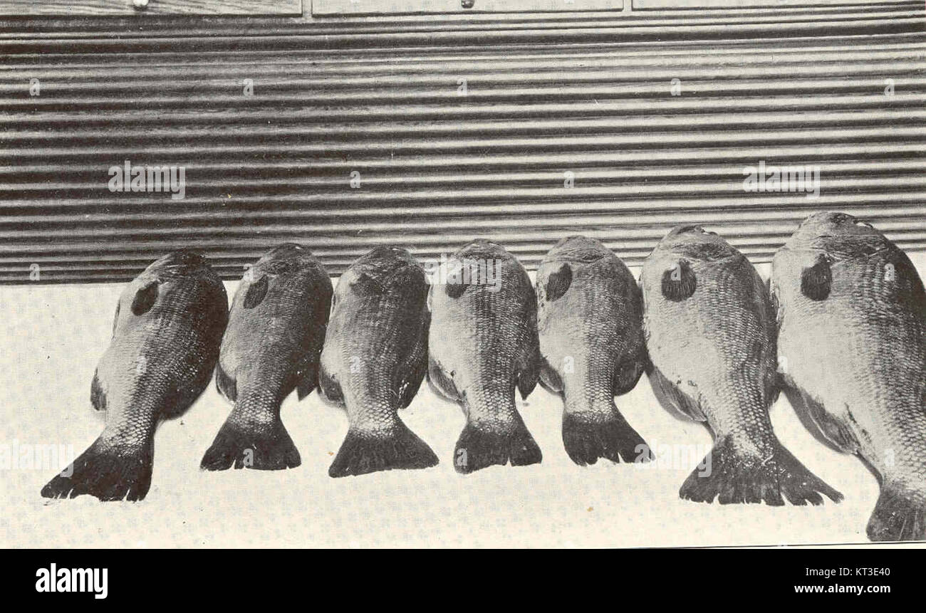 The 42061 Large Mouth Black Bass from Burden Lake is a notable fish ...