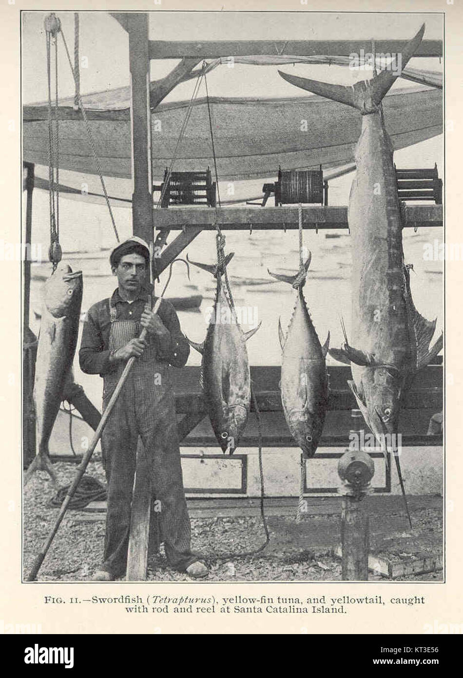 This image features a swordfish (Tetraplurus), yellow-fin tuna, and ...