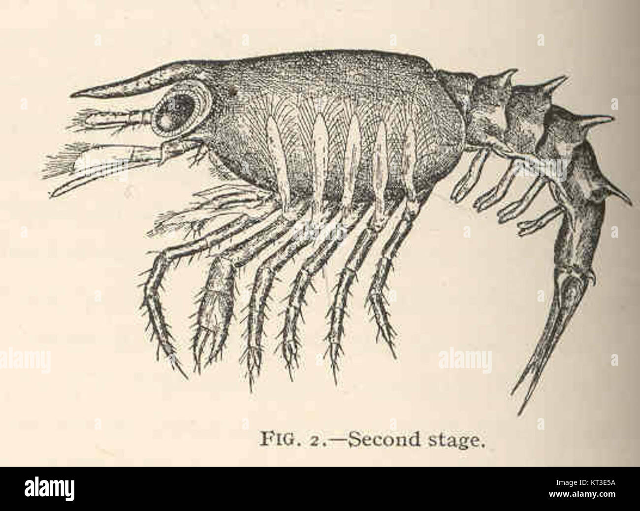 This image shows a second-stage larval lobster from a lateral view ...
