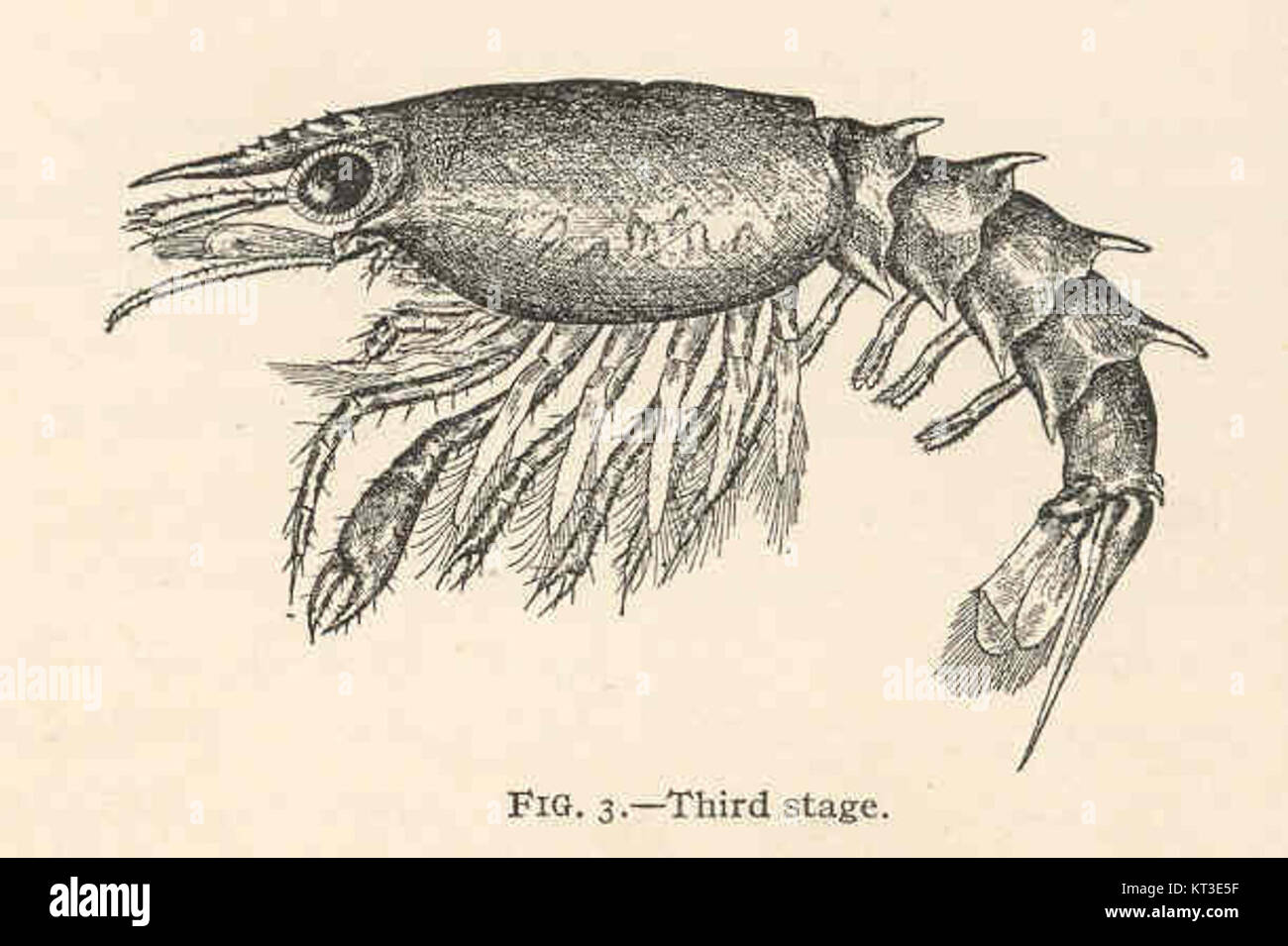 This image shows a lateral view of larval lobsters in their third ...