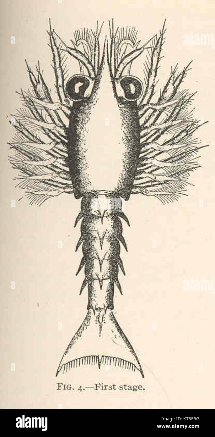 The image shows larval lobsters at their first developmental stage ...