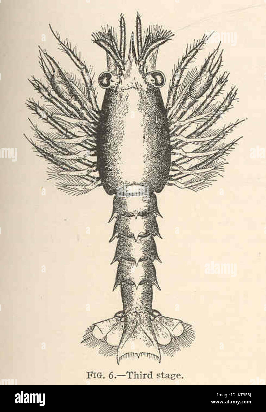 An image of larval lobsters at the third developmental stage, showing ...