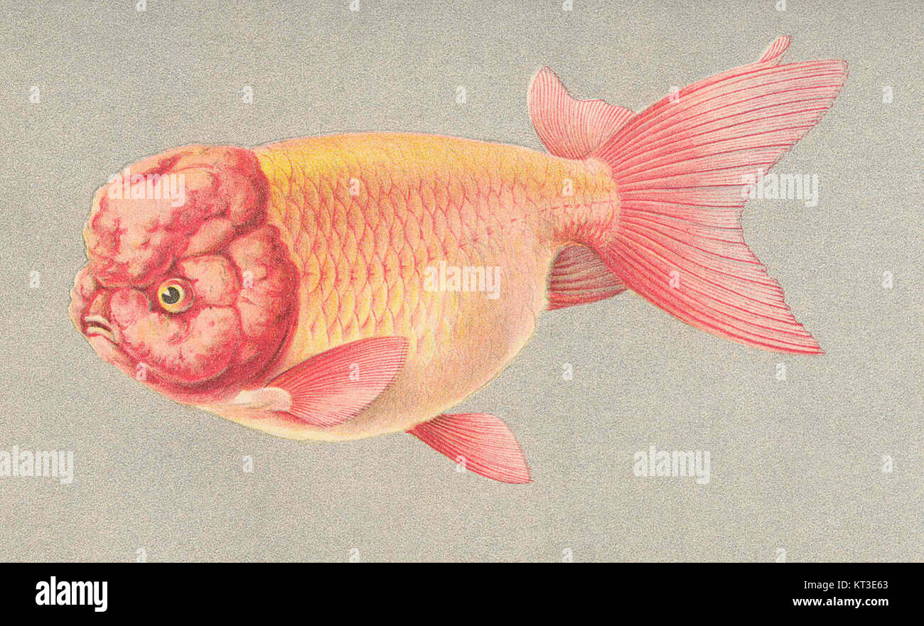 Distinctive types hi-res stock photography and images - Alamy