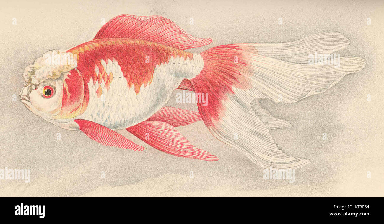 Oranda goldfish hi-res stock photography and images - Alamy