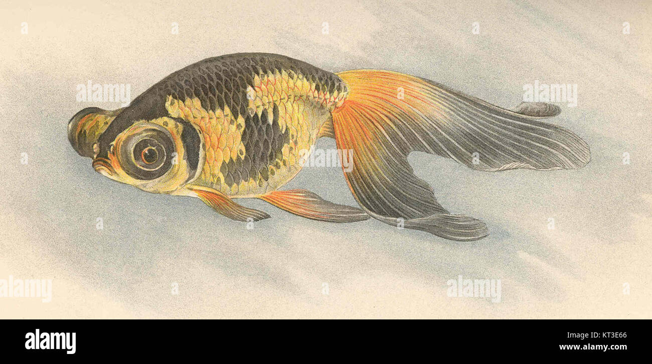 Deme High Resolution Stock Photography and Images - Alamy