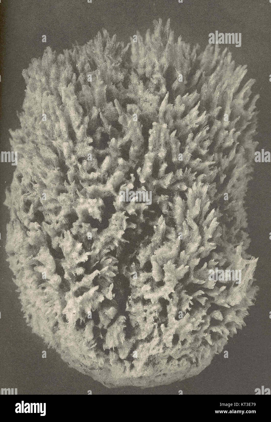 The 42144 Cuba sheepswool sponge is a natural sponge variety, known for ...