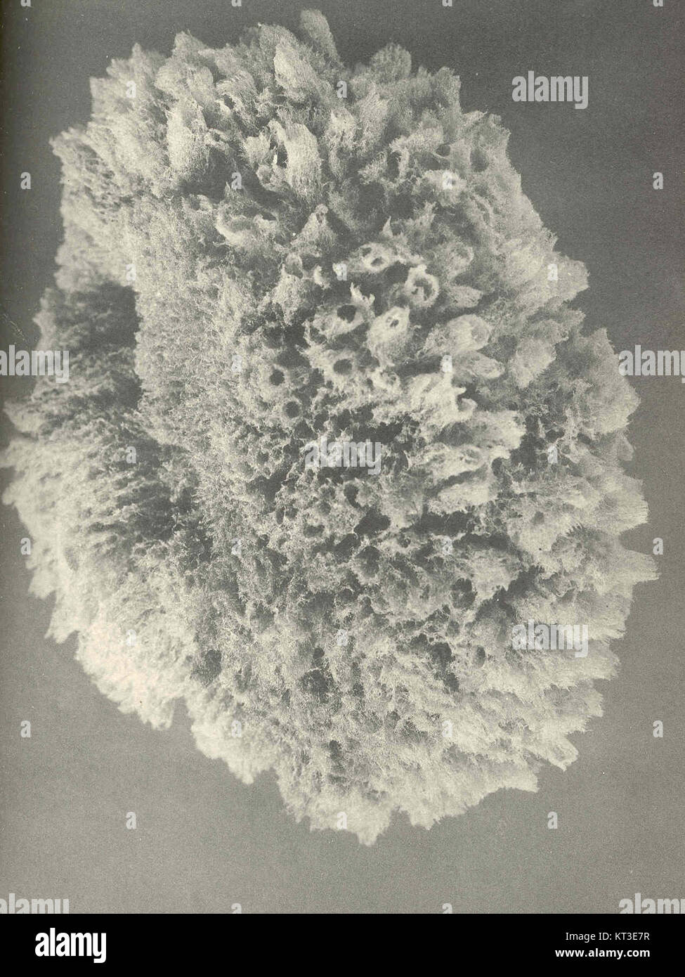 This image shows the Florida Key grass sponge, a species native to the ...