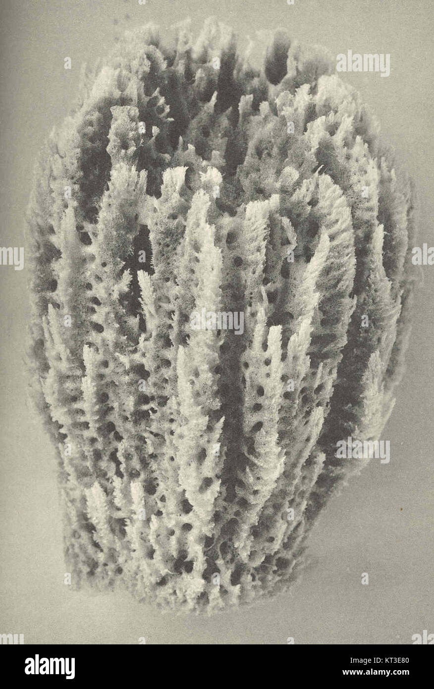 Harvesting sponges hi-res stock photography and images - Alamy