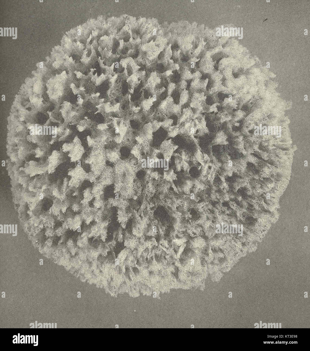 42188 Sheepswool sponge 35 months old, grown on wire at Sugar Loaf Key ...