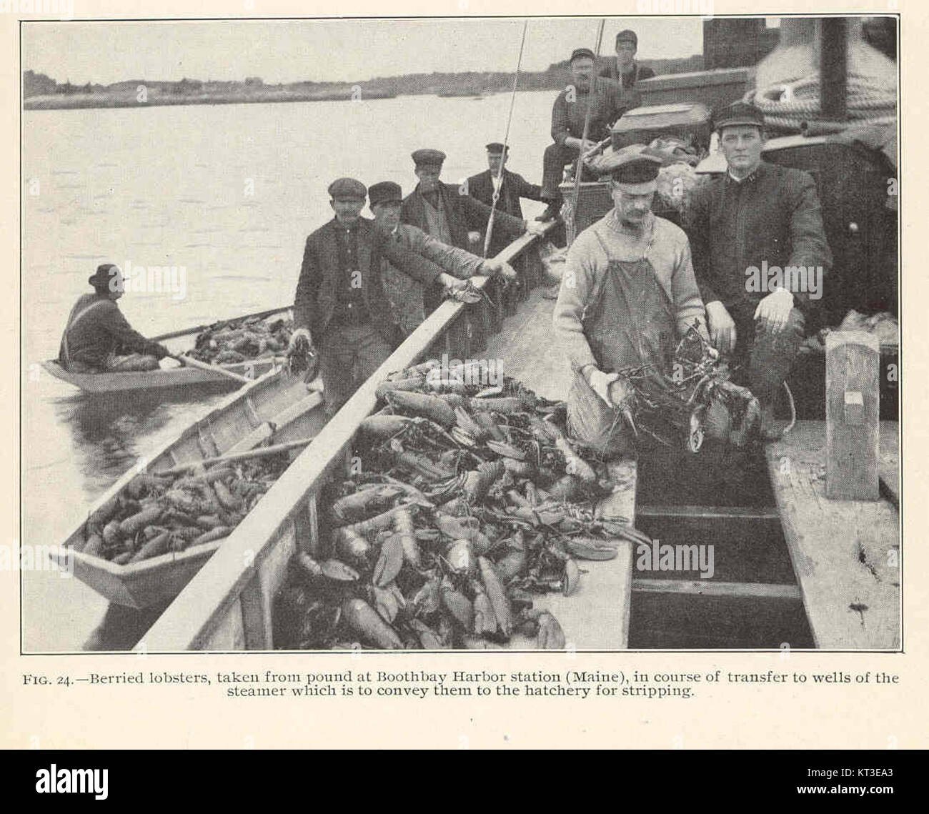 This image shows berried lobsters being transferred from a pound at ...