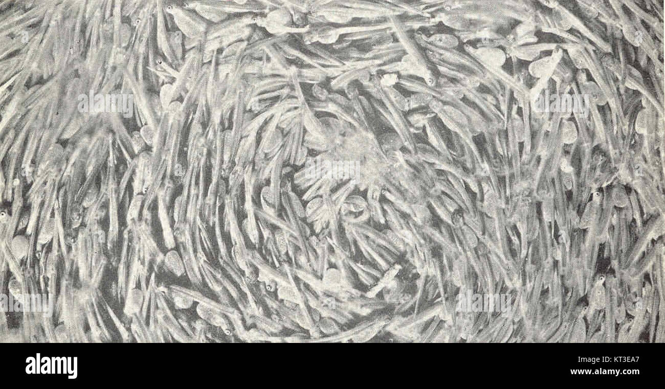 This image depicts brook trout fry at the sac fry stage, a key ...