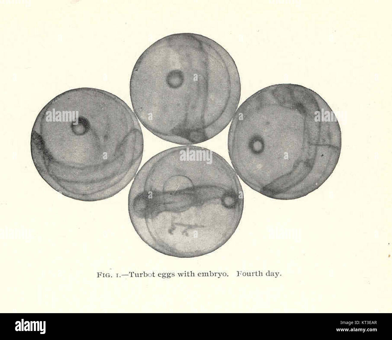 Microscopic image of turbot fish eggs on the fourth day of development ...