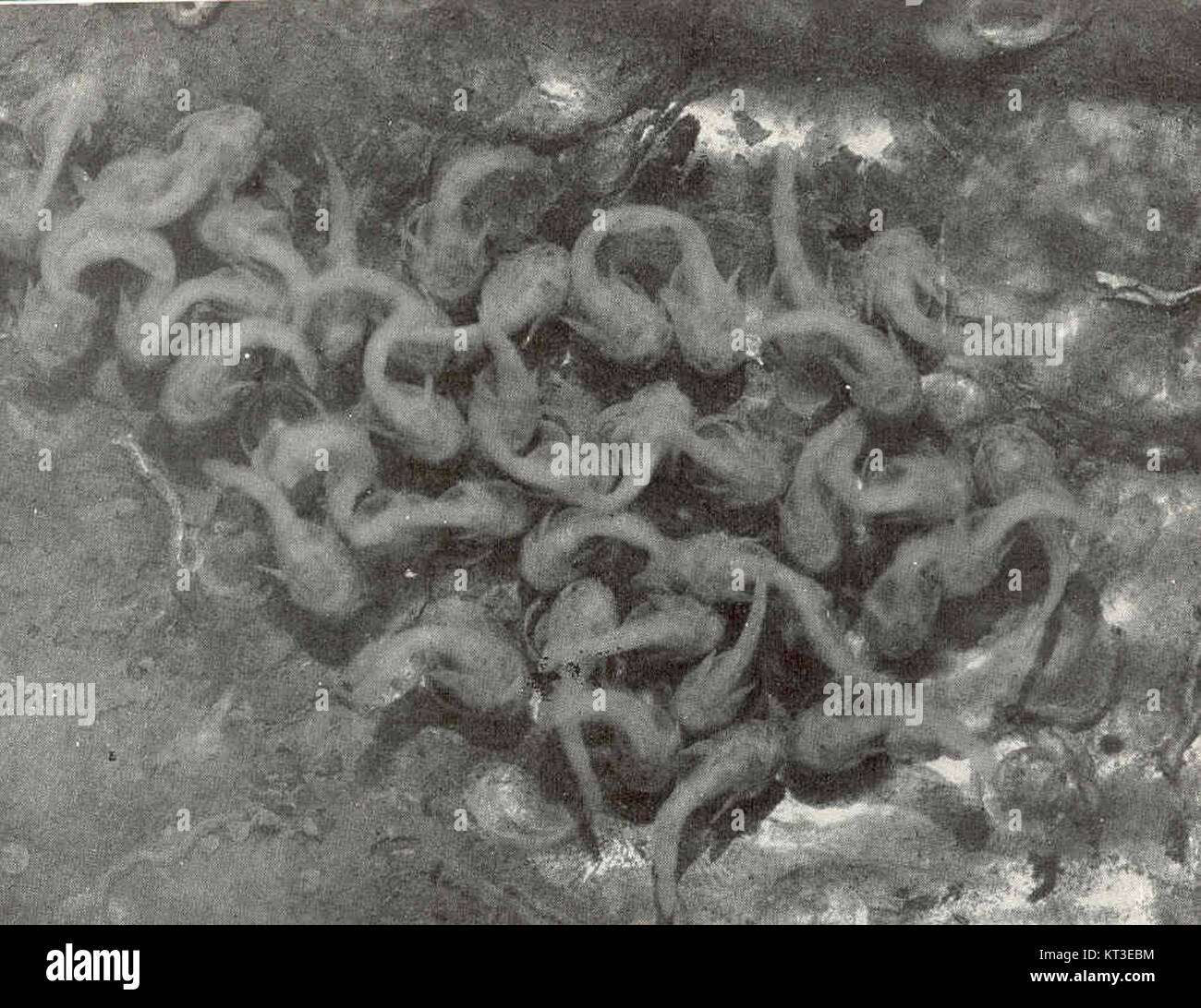 This image shows a Pinna shell nest, which is the habitat of a late ...