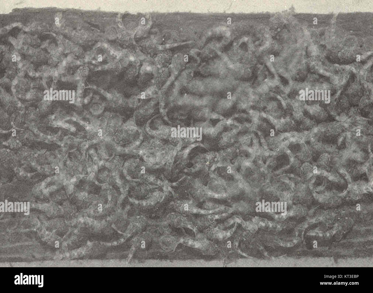 Toadfish larvae, identified by code 42267, are in a developmental stage ...