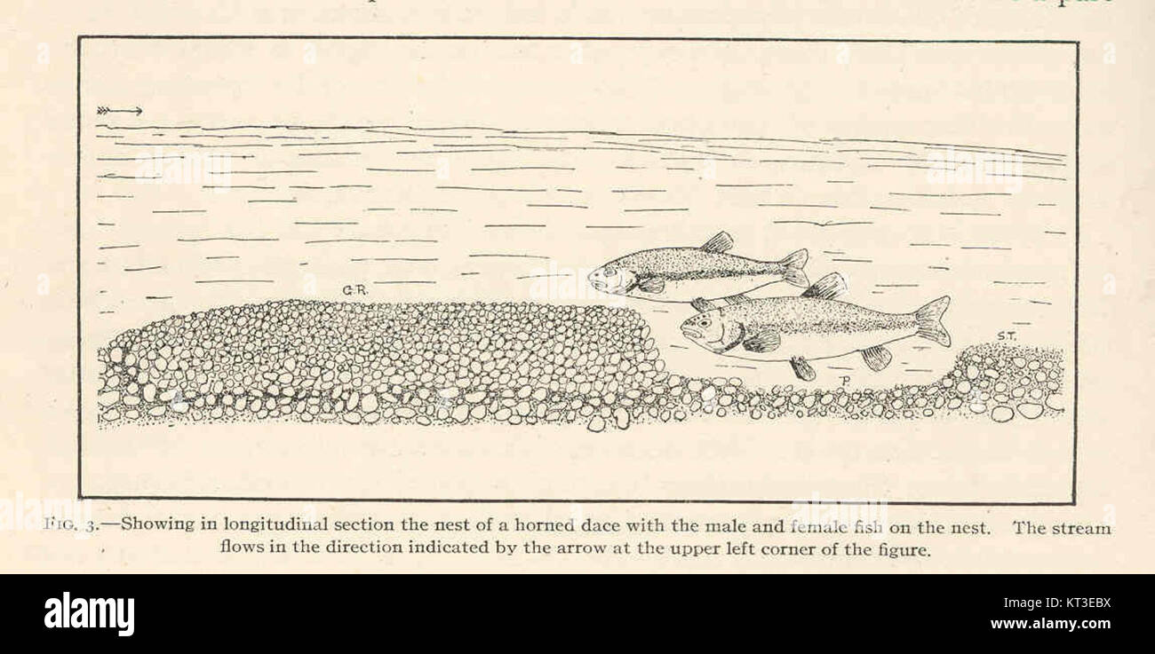 Longitudinal section showing hi-res stock photography and images - Alamy