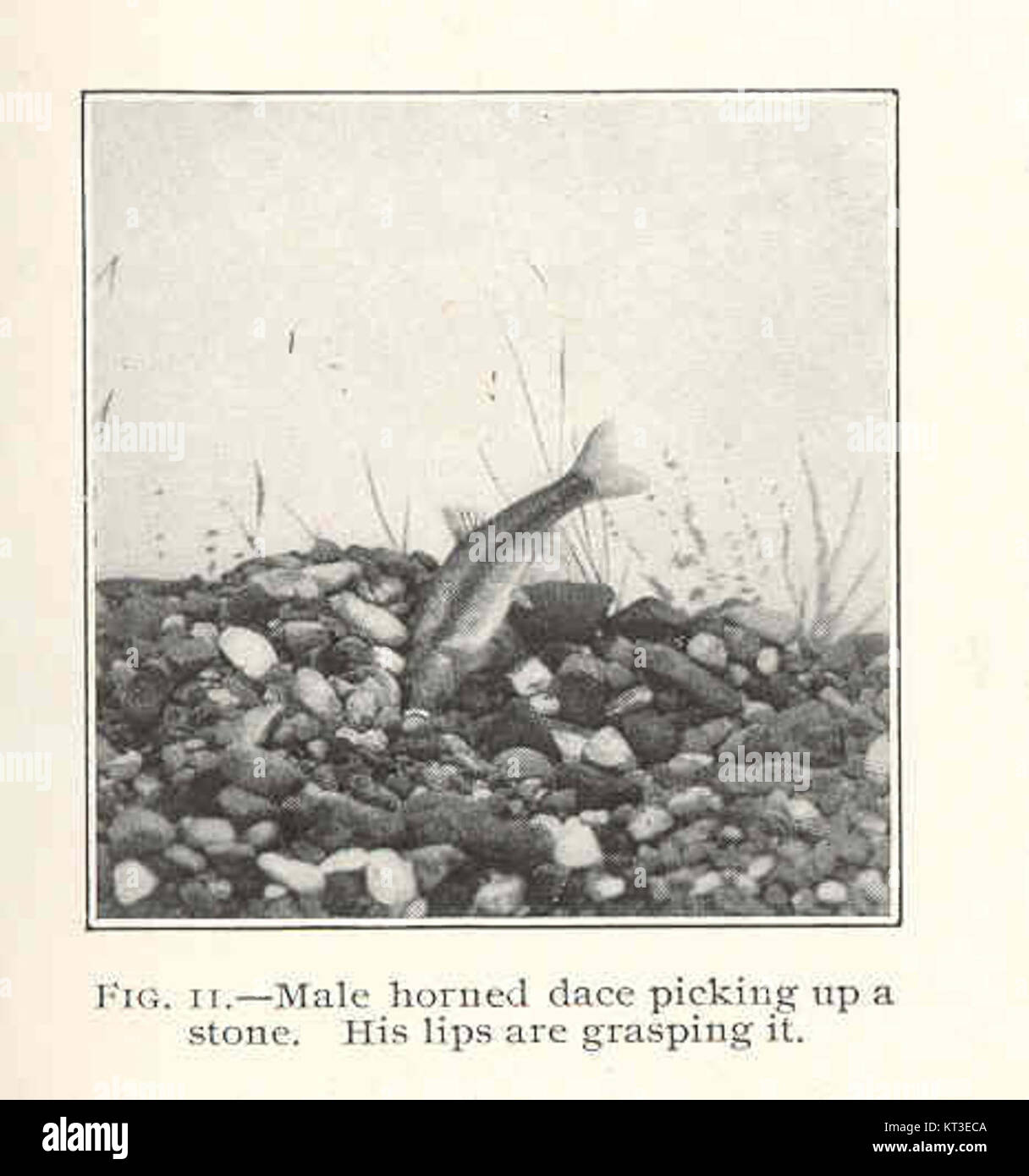 A male horned dace, identified by its distinctive physical features, is ...