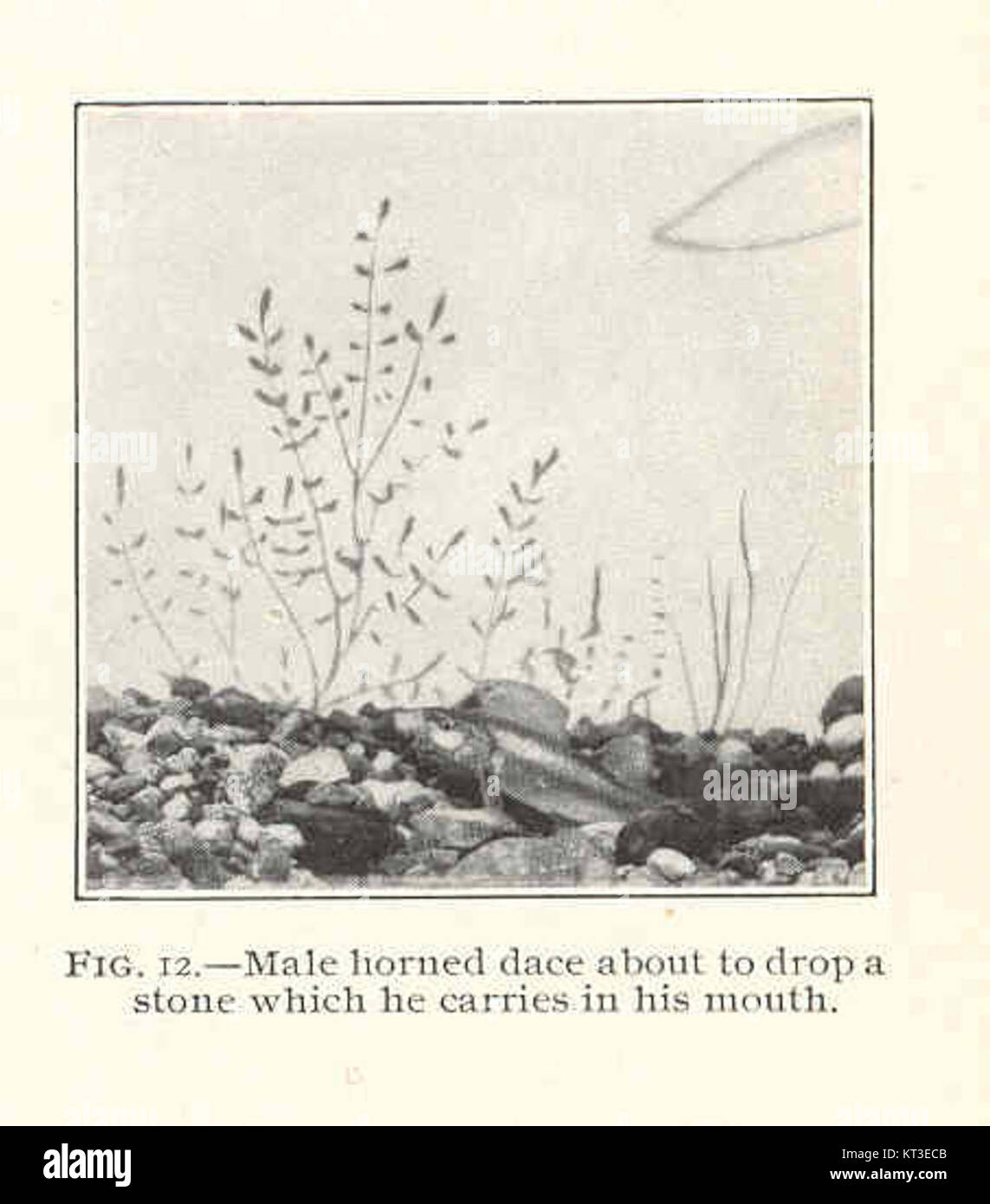 The male horned dace, a freshwater fish species, is depicted carrying a ...