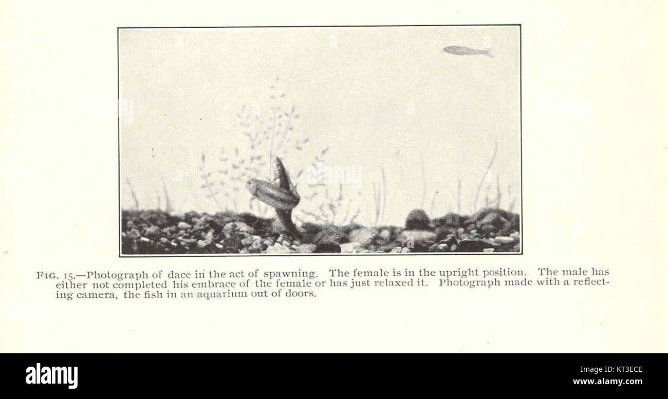 A photograph showing an adace fish in the act of spawning, with the ...