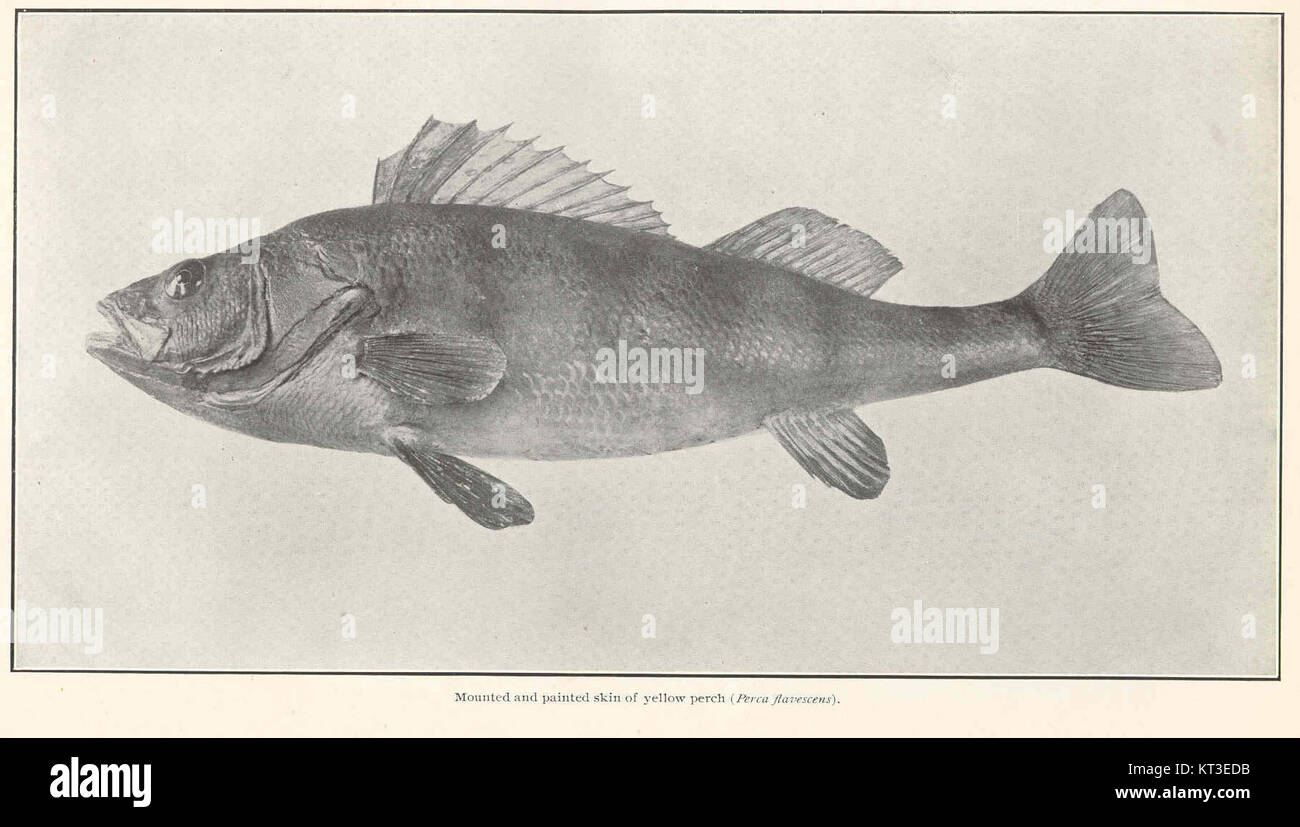 42315 Mounted and painted skin of yellow perch (Perca flavescens Stock ...