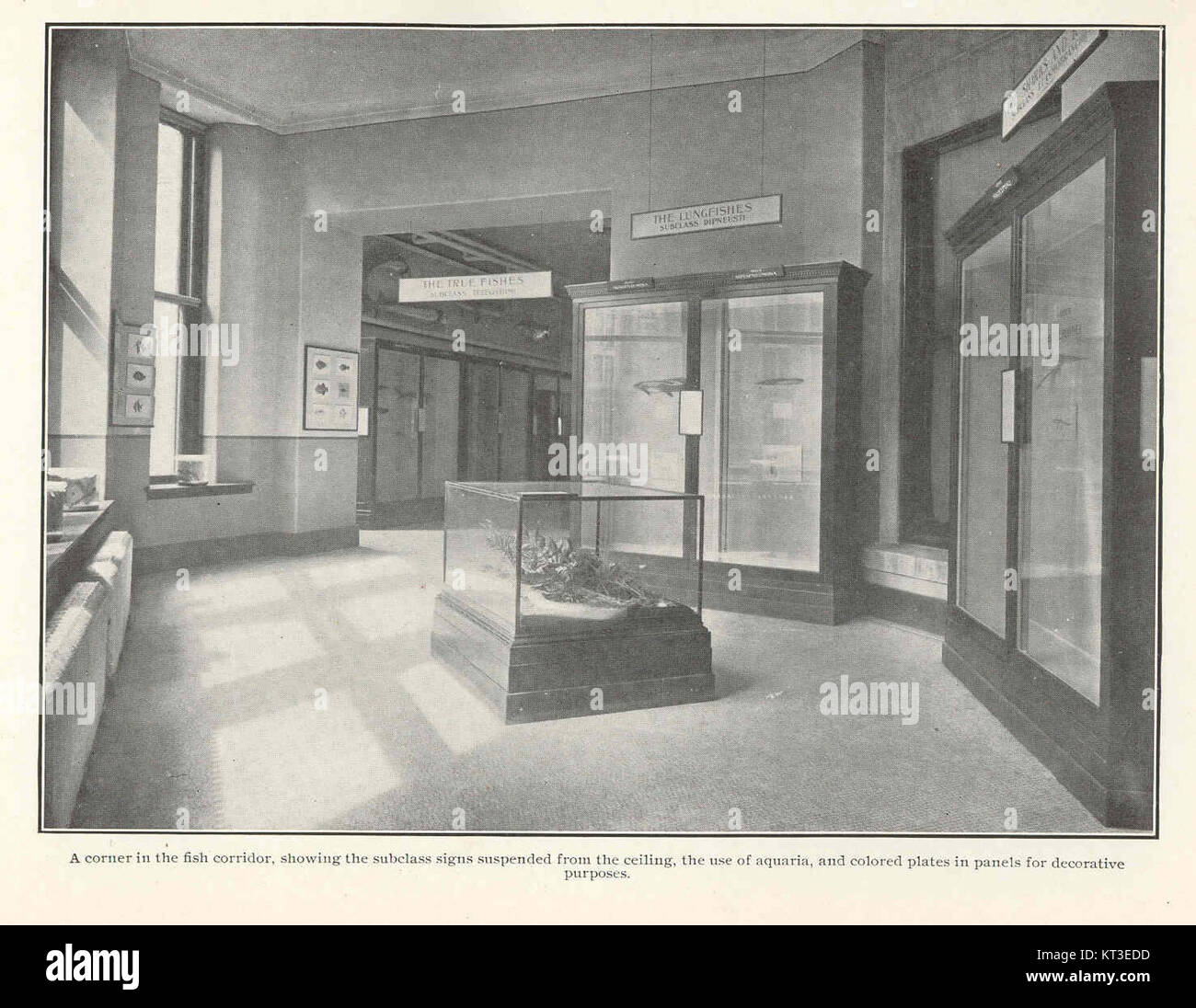 The image shows a corner in a fish corridor with subclass signs hanging ...