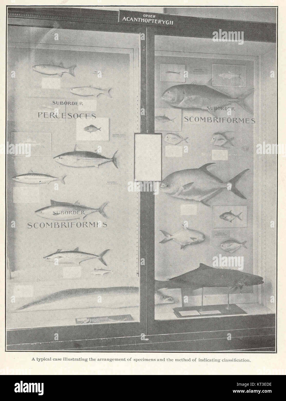 Illustrating specimens hi-res stock photography and images - Alamy