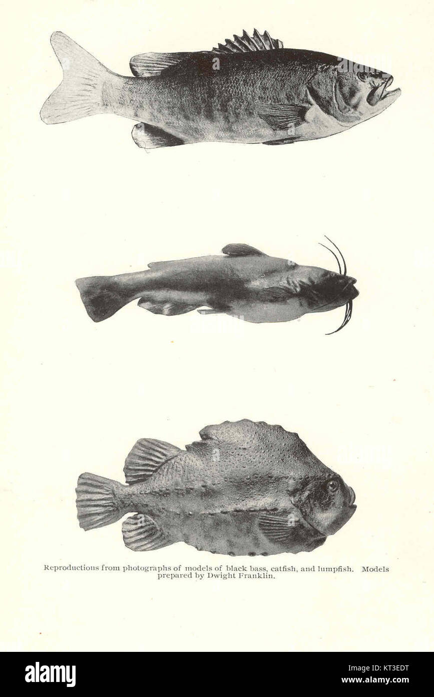 42328 Reproductions from photographs of models of black bass, catfish ...
