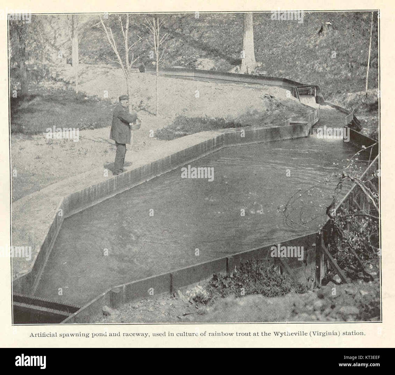 Artificial spawning ponds and raceways at the Wytheville, Virginia ...