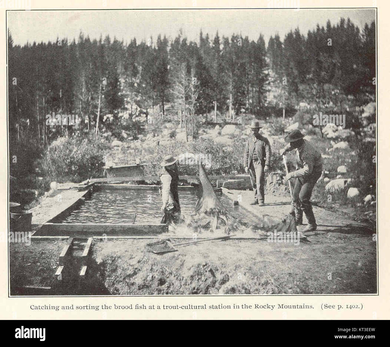 This image shows workers catching and sorting brood fish at a trout ...
