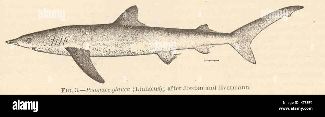 Prionace glauca, commonly known as the Blue Shark, is a species of ...