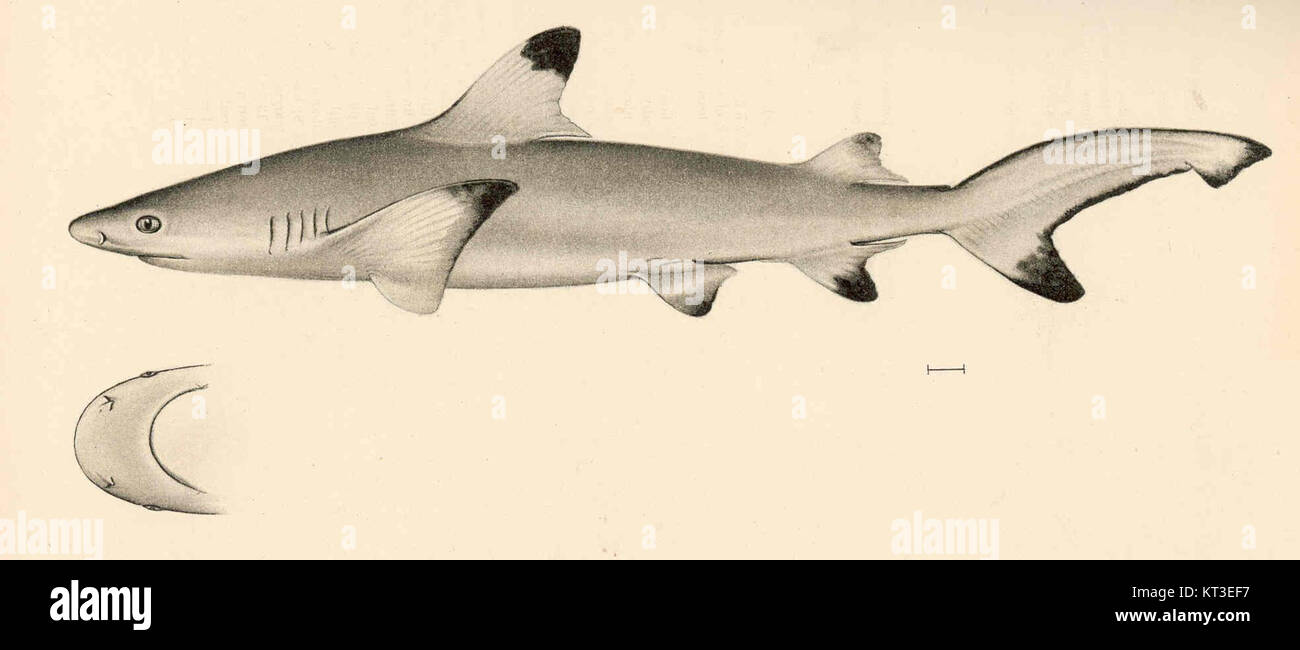 Longfin mako shark hi-res stock photography and images - Alamy