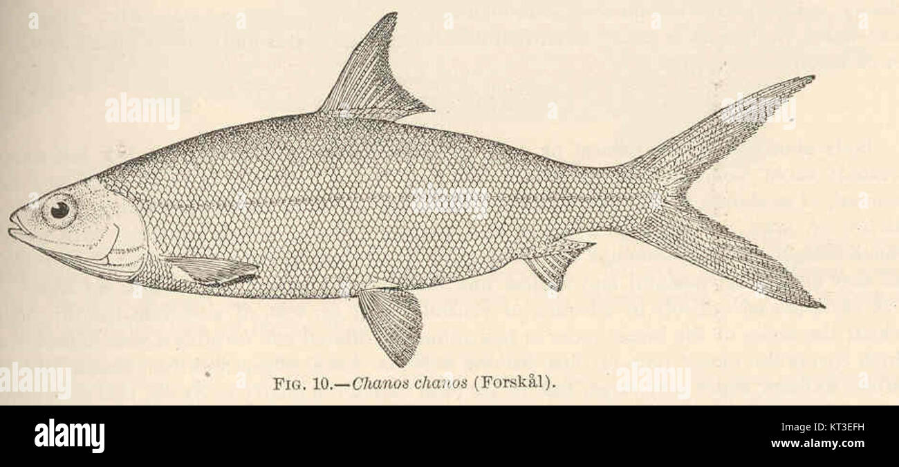 An illustration of Chanos chanos, commonly known as the milkfish. This ...