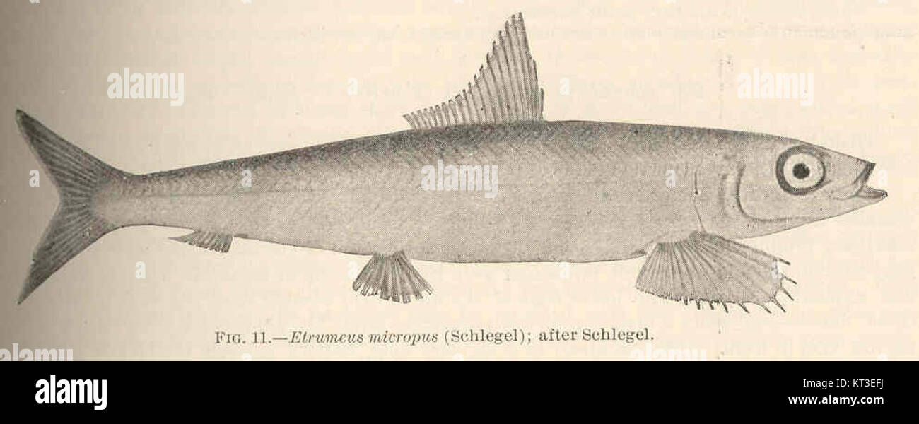 Pelagic fish hi-res stock photography and images - Alamy