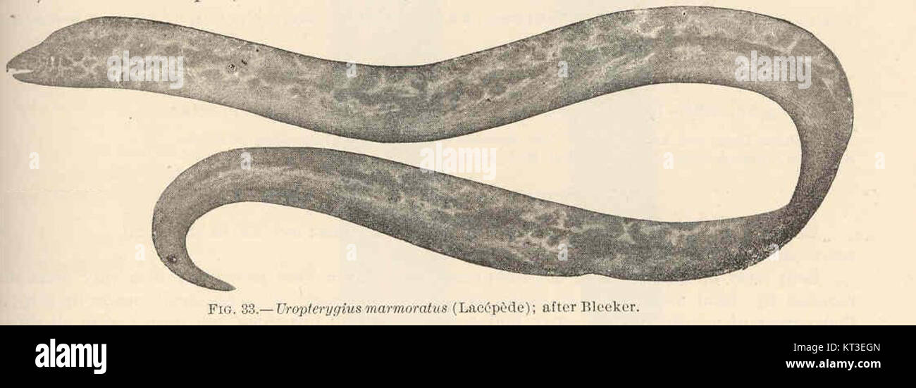 Uropterygius marmoratus hi-res stock photography and images - Alamy