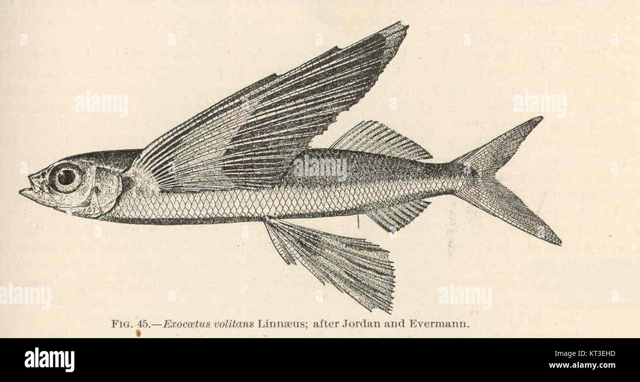 Exocoetus hi-res stock photography and images - Alamy