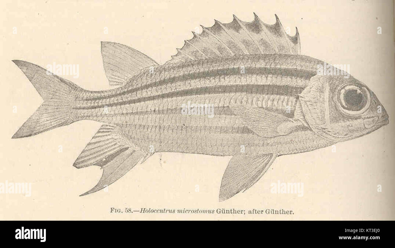 Holocentrus microstomus, commonly known as the bigscale soldierfish, is ...