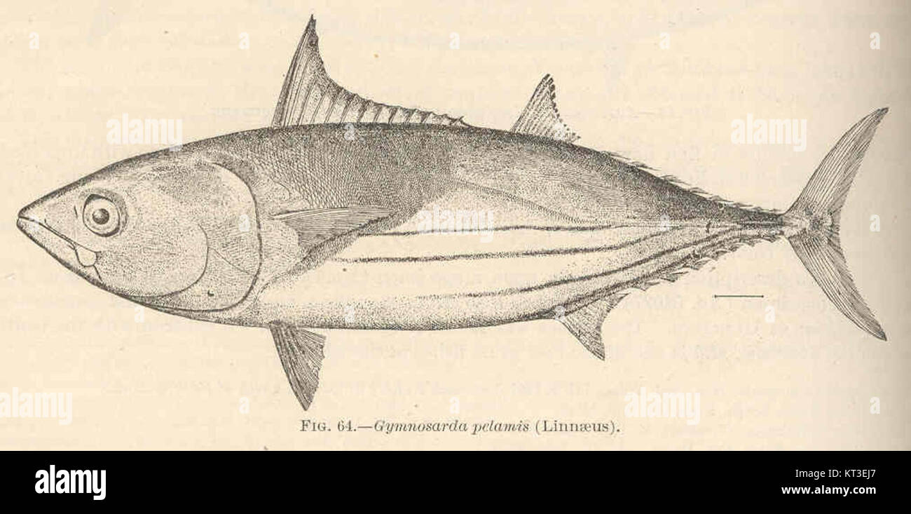 Gymnosarda pelamis, commonly known as the little tunny, is a species of ...