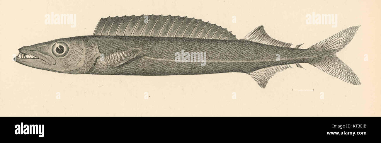 A scientific illustration of Promethichthys prometheus, a species of ...