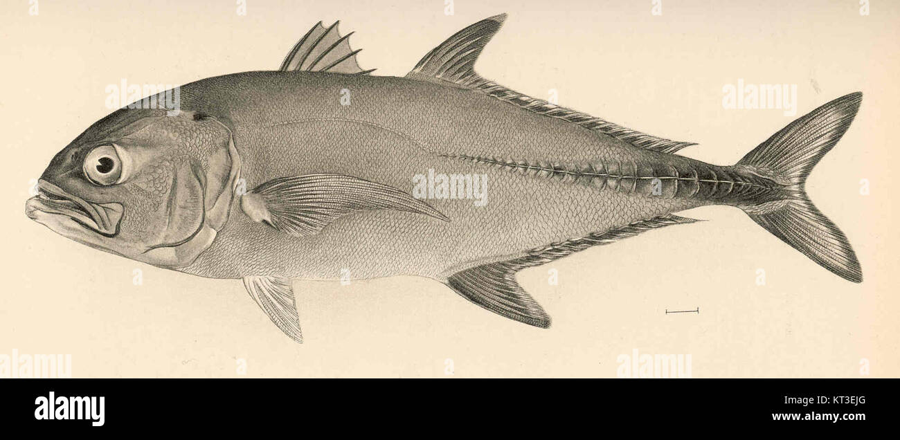 Elacate hi-res stock photography and images - Alamy