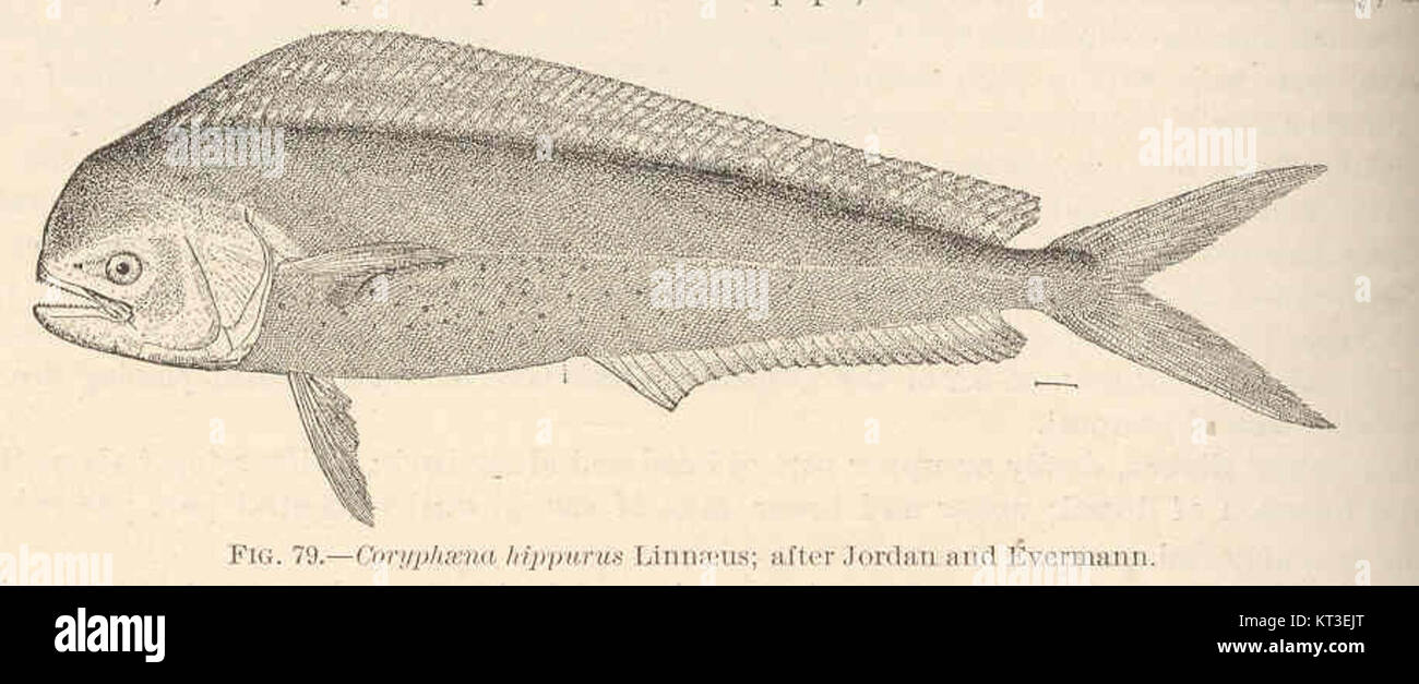 An illustration of *Coryphaena hippurus*, commonly known as the mahi ...