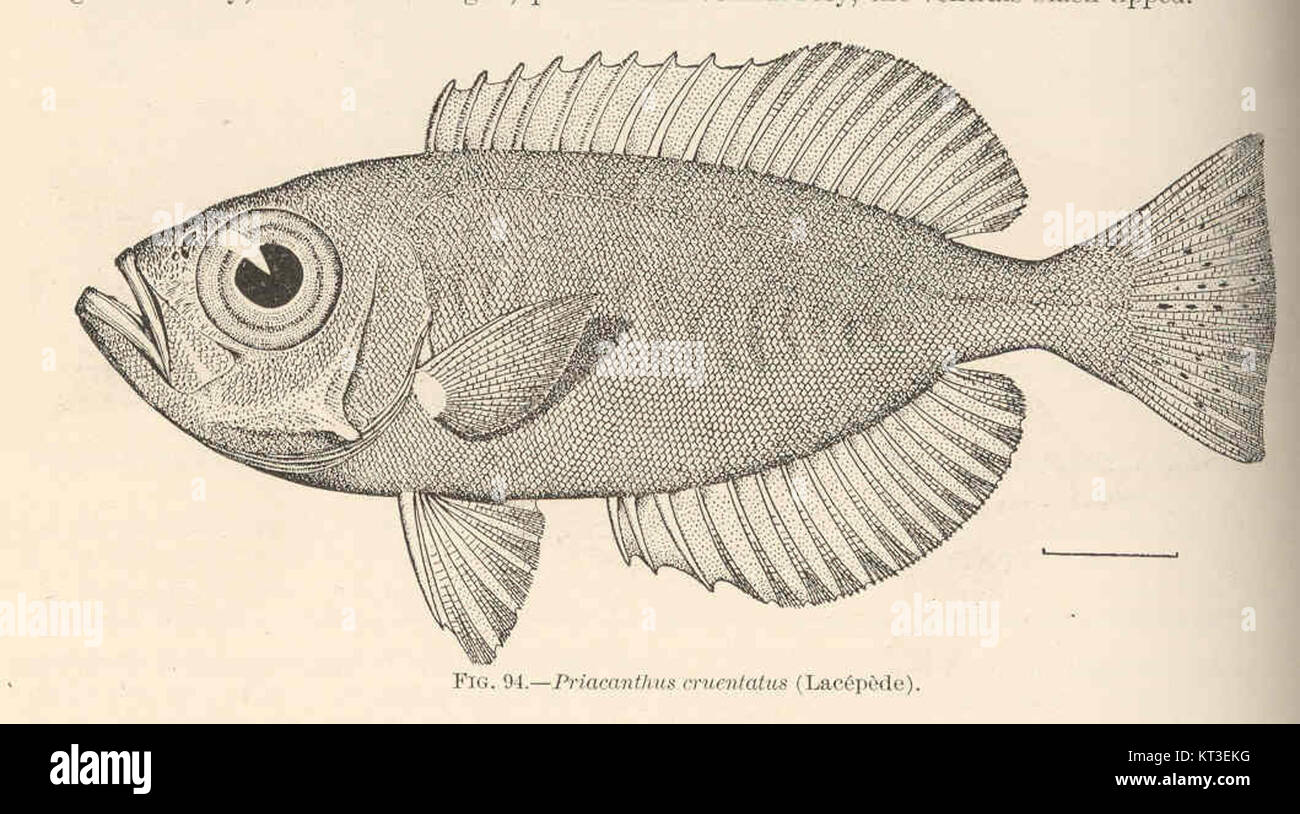 Priacanthus cruentatus hi-res stock photography and images - Alamy